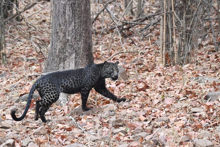 Black Leopard in Tadoba | Melanistic Leopard in India