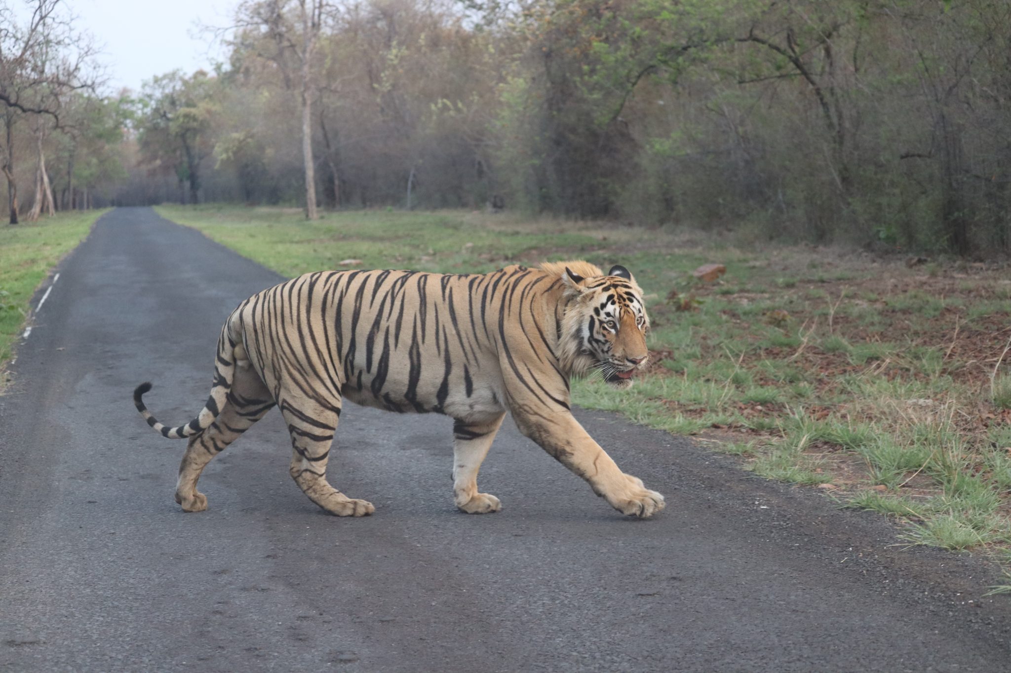 Top Surprising Facts About the Tiger of Tadoba National Park