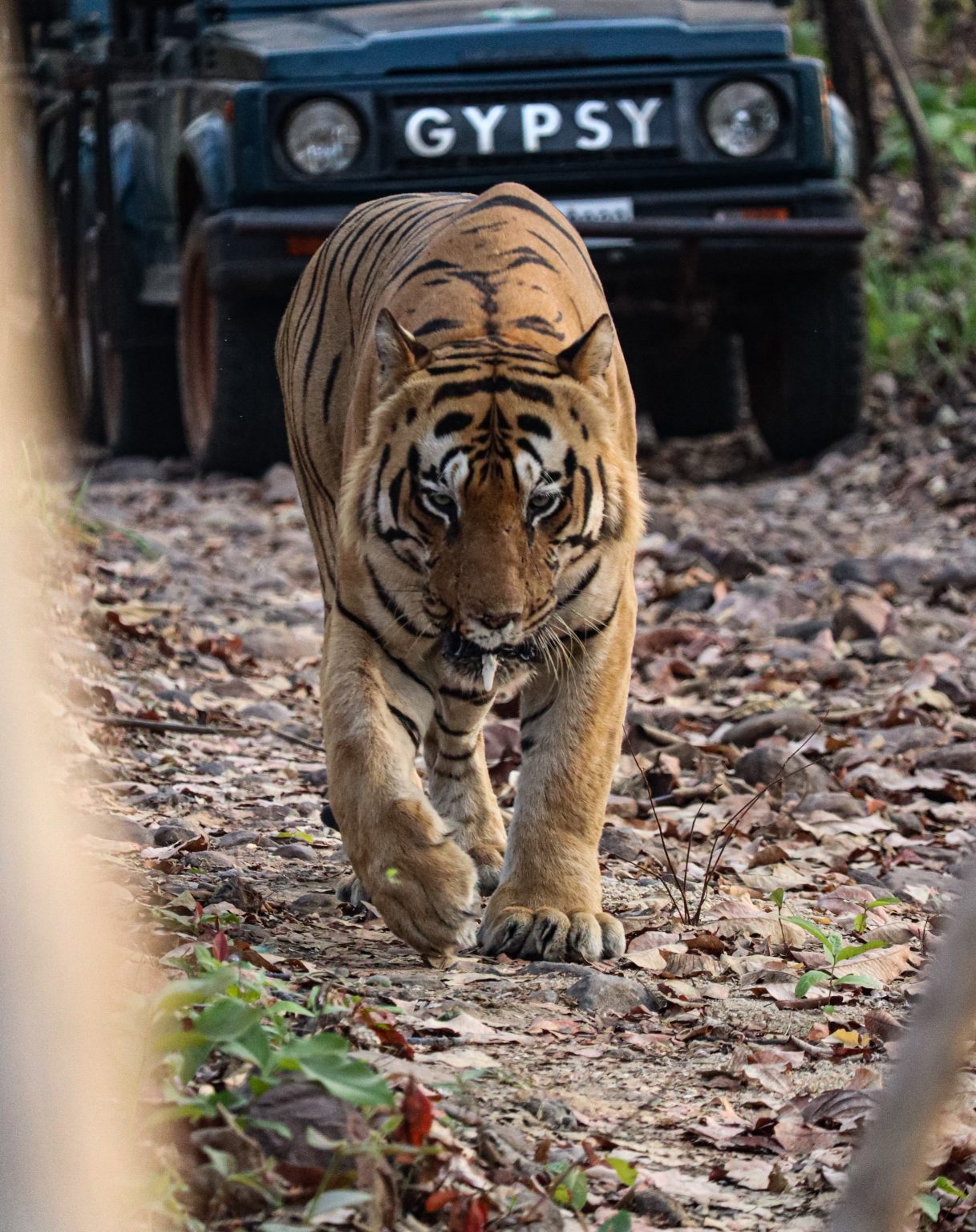 Top Surprising Facts About the Tiger of Tadoba National Park