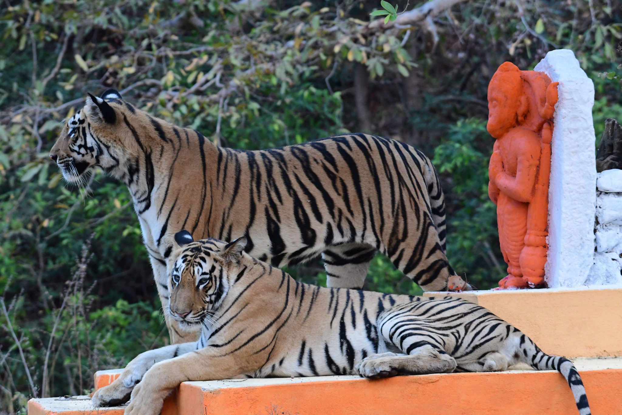 Top Surprising Facts About the Tiger of Tadoba National Park