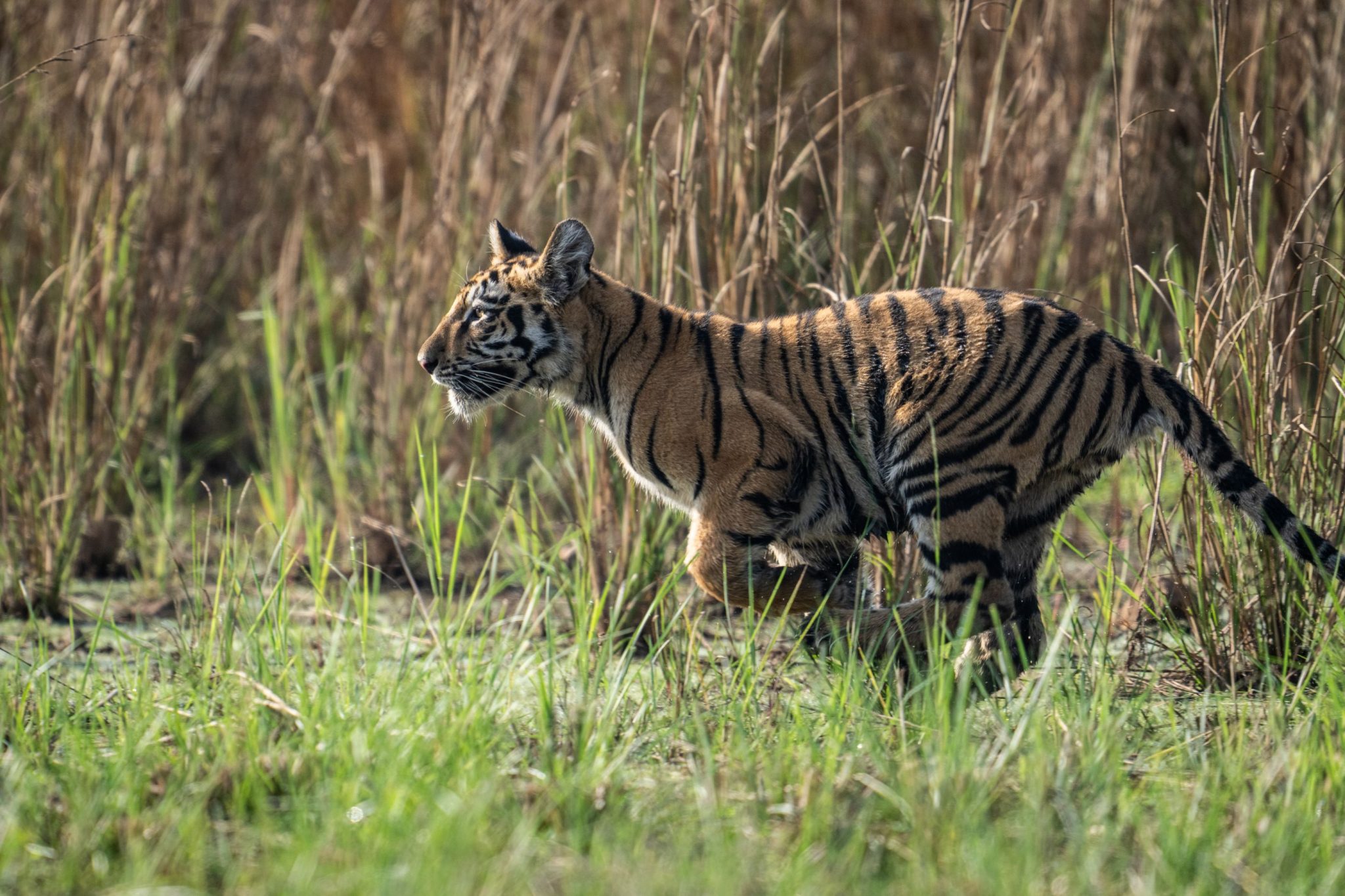 Top Surprising Facts About the Tiger of Tadoba National Park