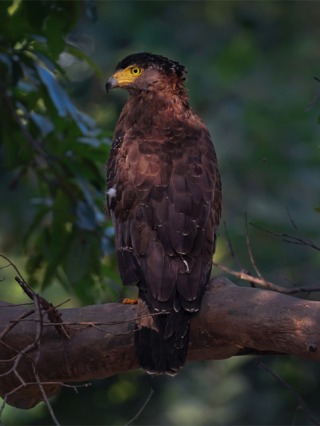 Wildlife Lodges in Tadoba | Luxury Resorts in Tadoba